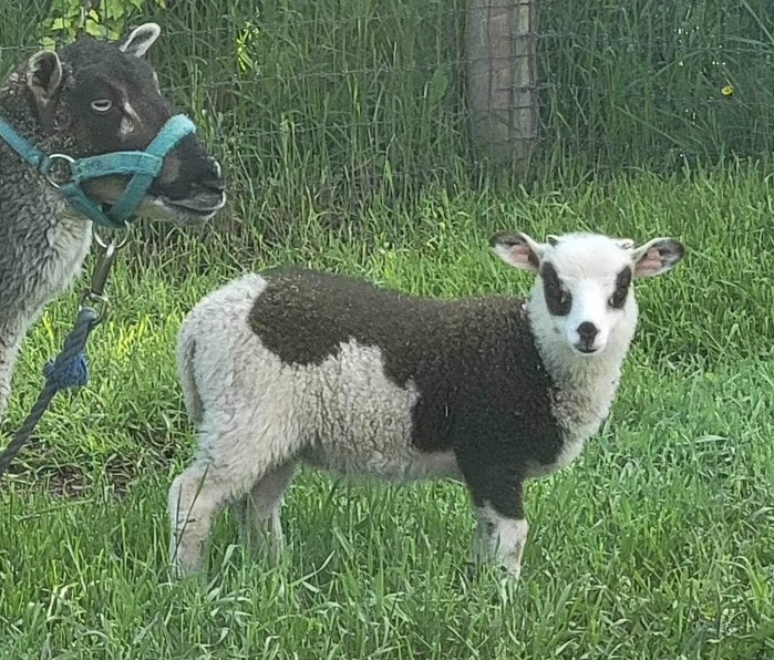 Patterns and Markings of Shetland Sheep – Manitoba Shetland Sheep Project